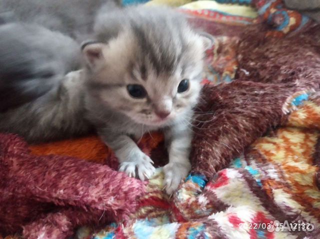 Котята шотландцы и британцы вислоухие и прямоухие