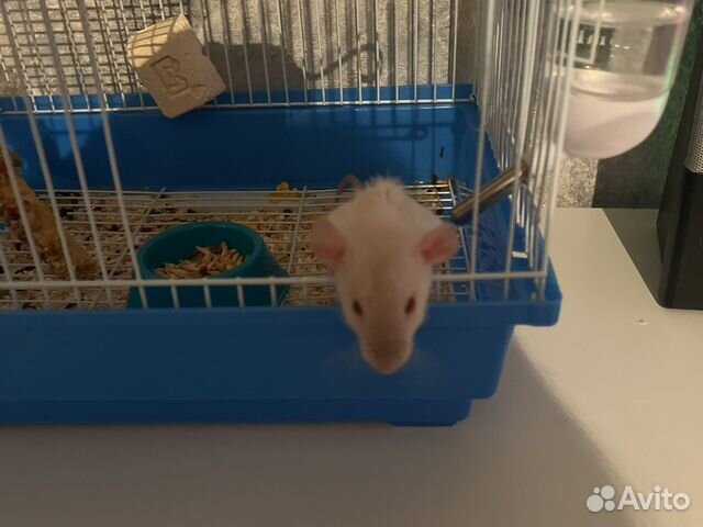 Крыса мальчик