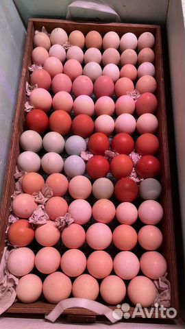 Инкубационное яйцо кур