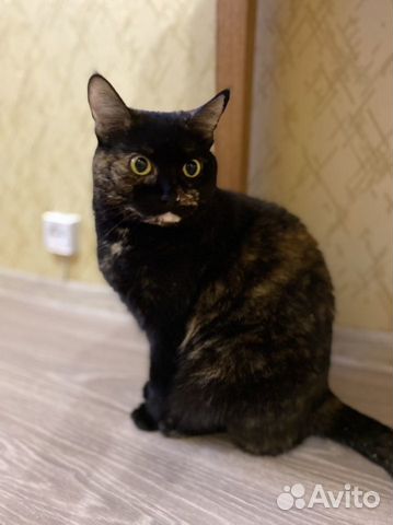 Кошка красавица