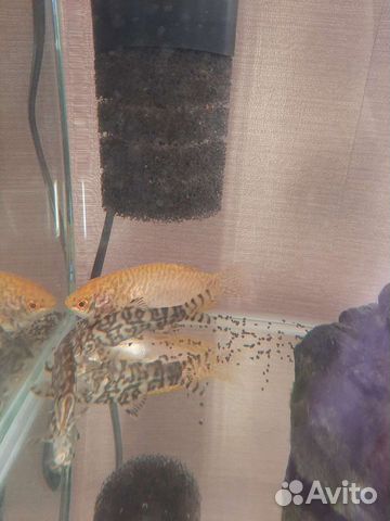 Боции клоун и боции мраморные