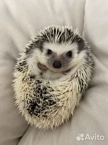 Карликовый африканский ежик