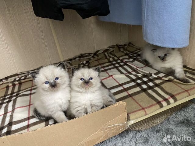 Невские маскарадные котята
