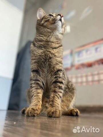 Грациозная Кошечка ищет дом