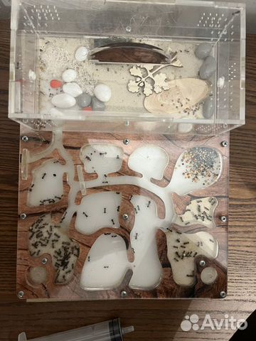 Формикарий