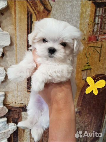 Мальтезики