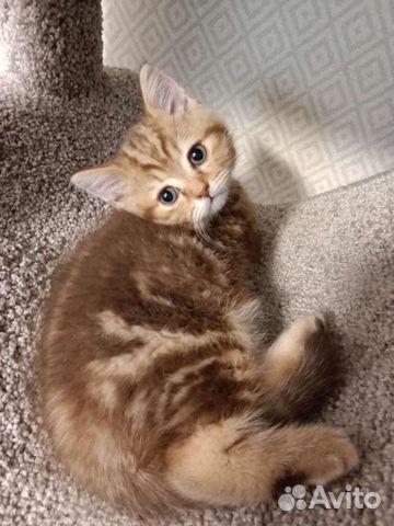 Продам киску