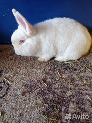 Кролики нзб и Полтавское серебро