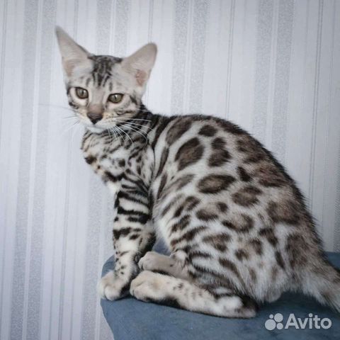 Бенгальская