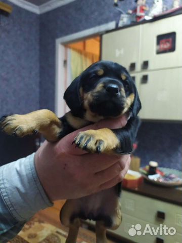 Милые малютки