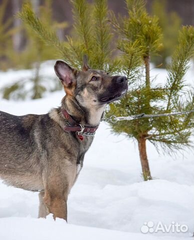 Подросток Лира 8 мес. в хорошие руки