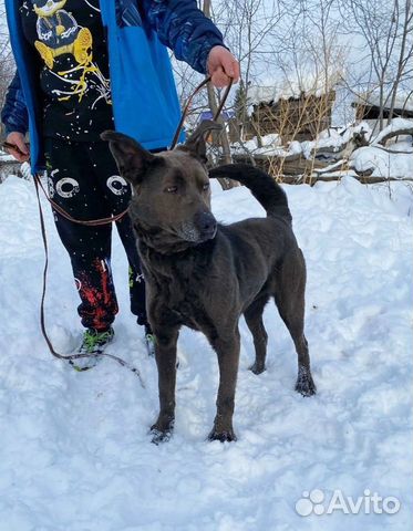 Горди ищет дом