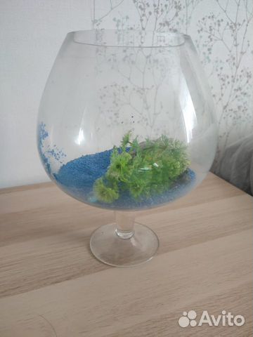 Аквариум рюмка бокал