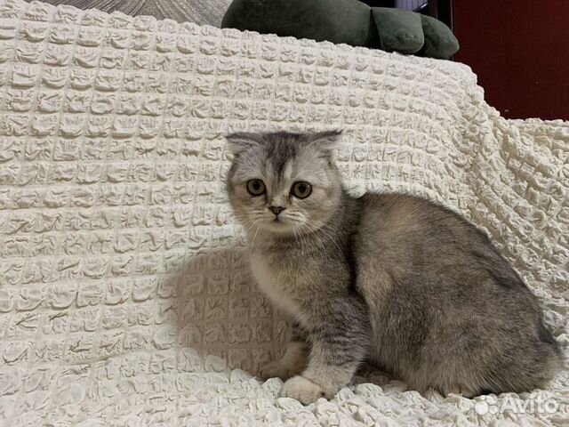 Шотландскаие кошечки