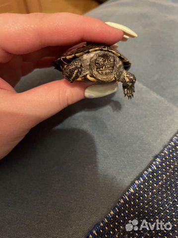 Черепаха Водная Европейско болотная