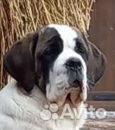 Девочка - девочка