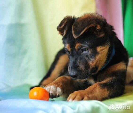 Щенок Светофорчик