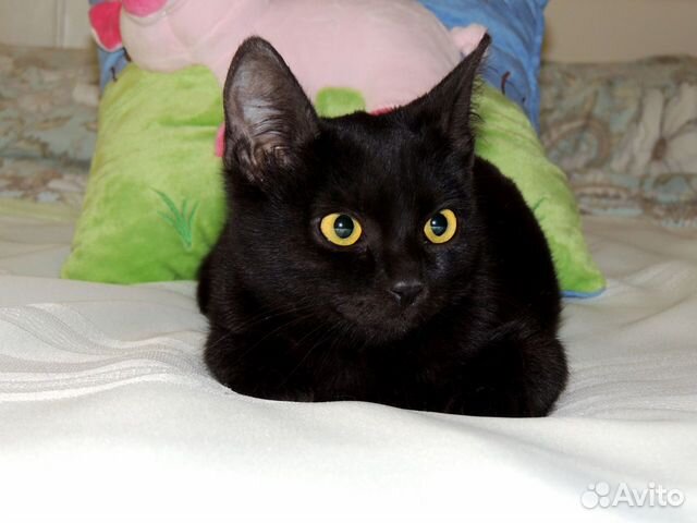 Молодая кошечка в добрые руки