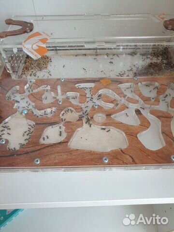 Муравьиная ферма с муравьями