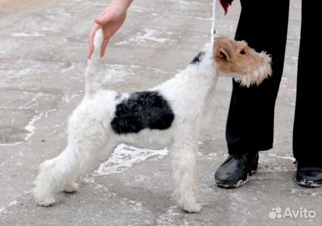 Щенки фоксики