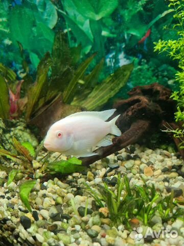 Рыба Псевдотрофеус (белый принц)