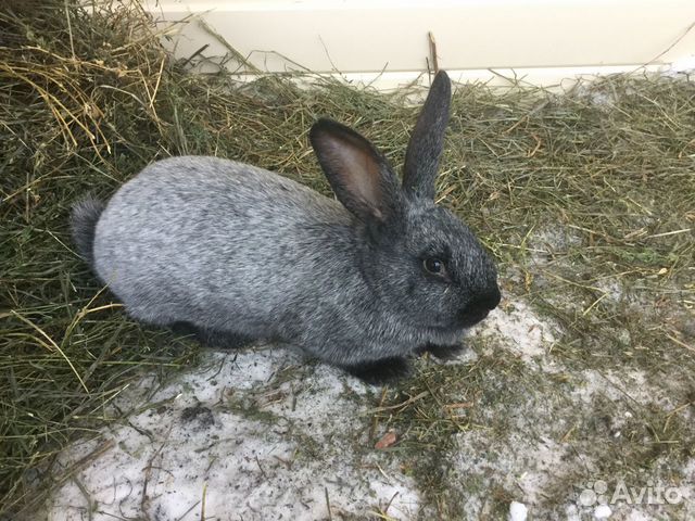 Кролики породы полтавское серебро