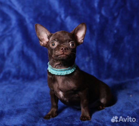 Щеночек чихуахуа-мини