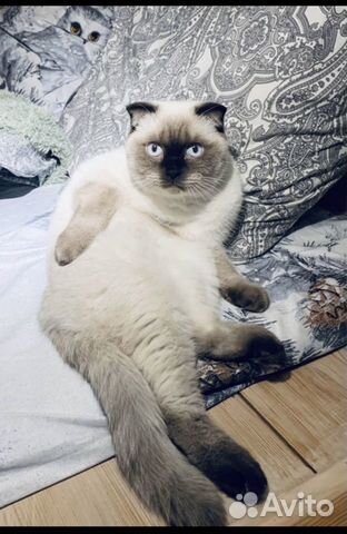 Кот шотландец на вязку