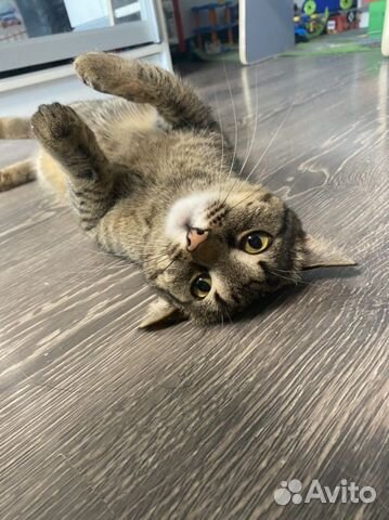 Кошка