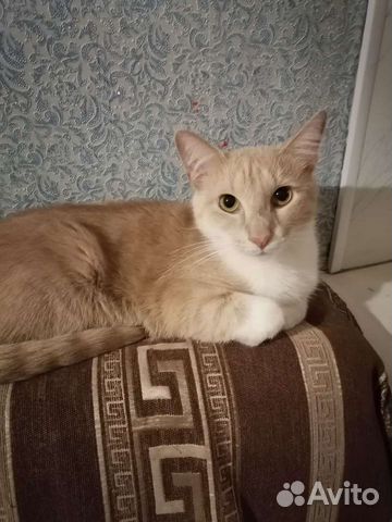 Кот Мурзик отдам в добрые руки