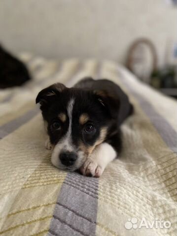 Миниатюрная Джулия в дар