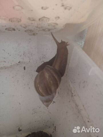 Улитки ахатины бесплатно