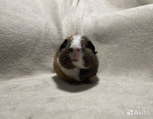 Американский Тедди мальчик морская свинка