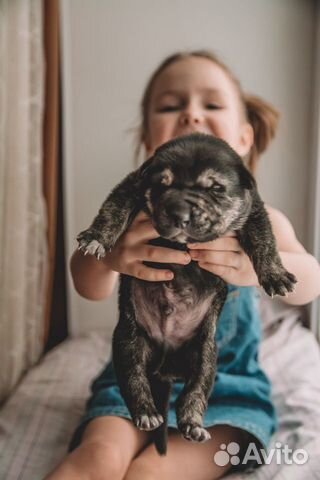 Щенок (девочка)