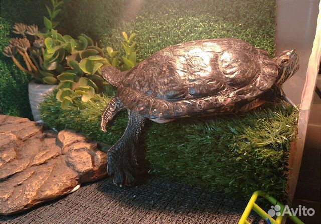 Черепаха в добрые руки