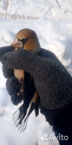 Певчие птицы