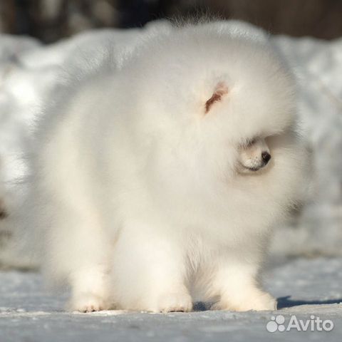 Померанский шпиц мишка белый щенок