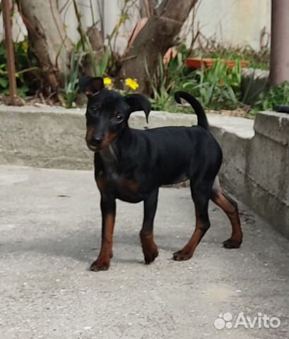 Щенки цвергпинчера