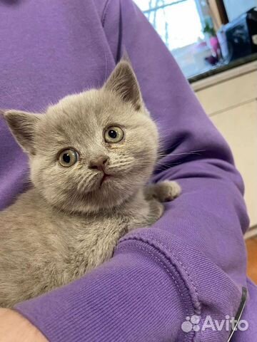 Шотландские котята