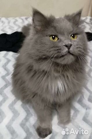 Кошечка Брошка в добрые руки