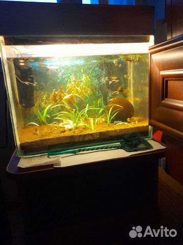 Рыбки (гуппи )