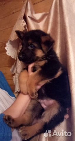 Немецкая овчарка кобель