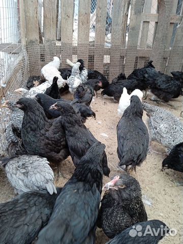 Куры молодки