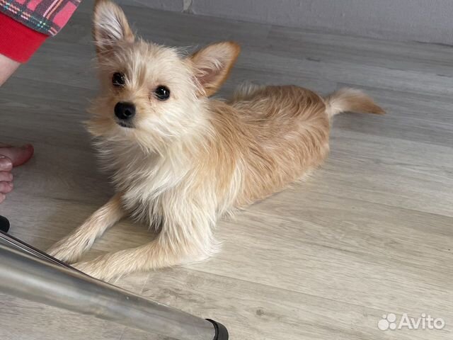 Отдам в добрые руки помчи