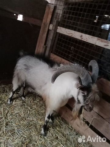 Продается козёл от молочных коз