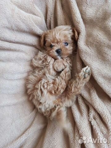 Мальтипу Ф1 Микро кроха Карамелька