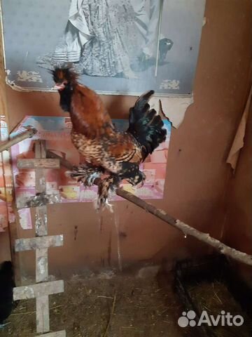 Петух китайский шелковый и павловский