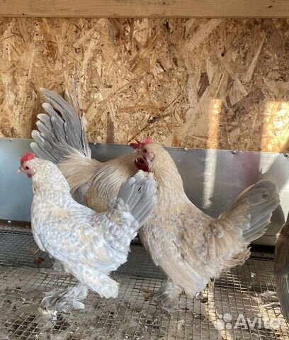 Мильфлер. Яйцо. Цыплята