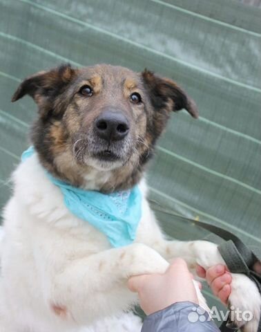 Трясется от страха в клетке