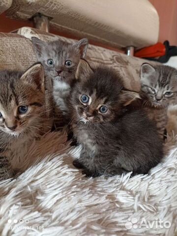 Котенок в дар бесплатно